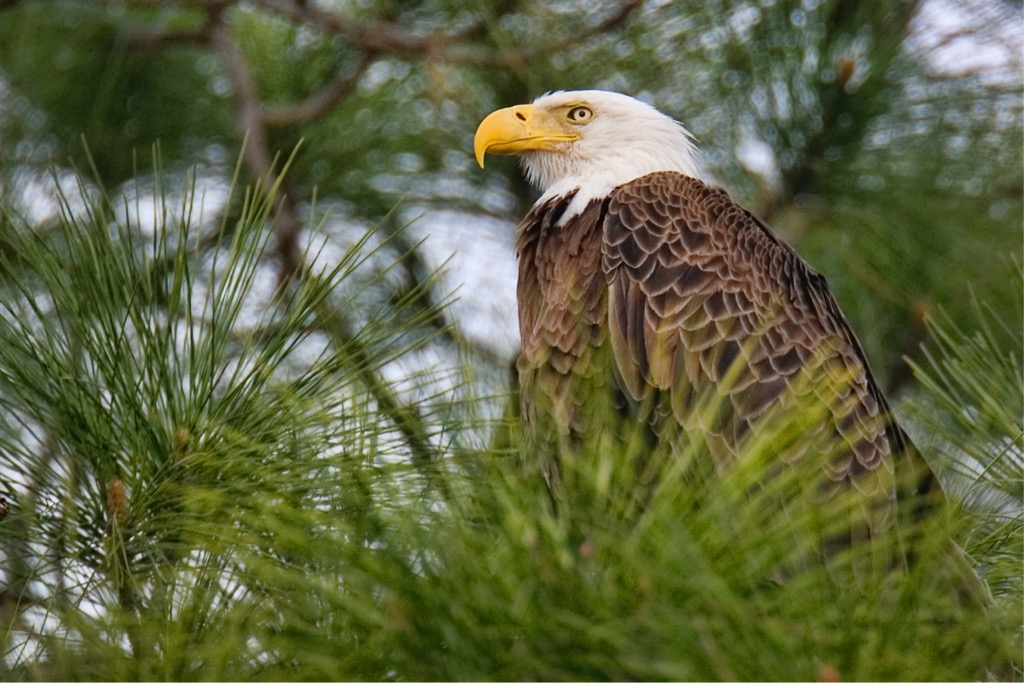 Bald Eagles Florida